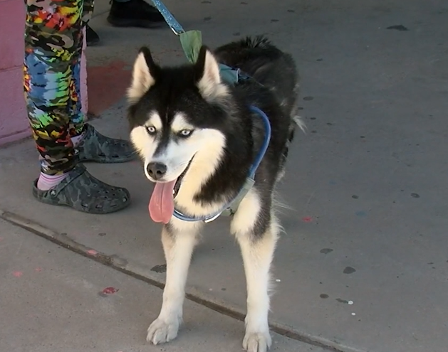 El Paso Animal Services provides safety tips for pets during cold weather