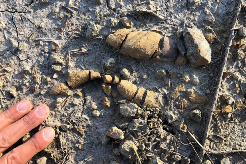 Fossilized poop reveals secrets of how dinosaurs came to dominate Earth ...