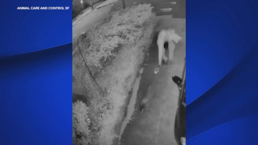 SF authorities seeking suspect caught on video chasing raccoon with lit ...