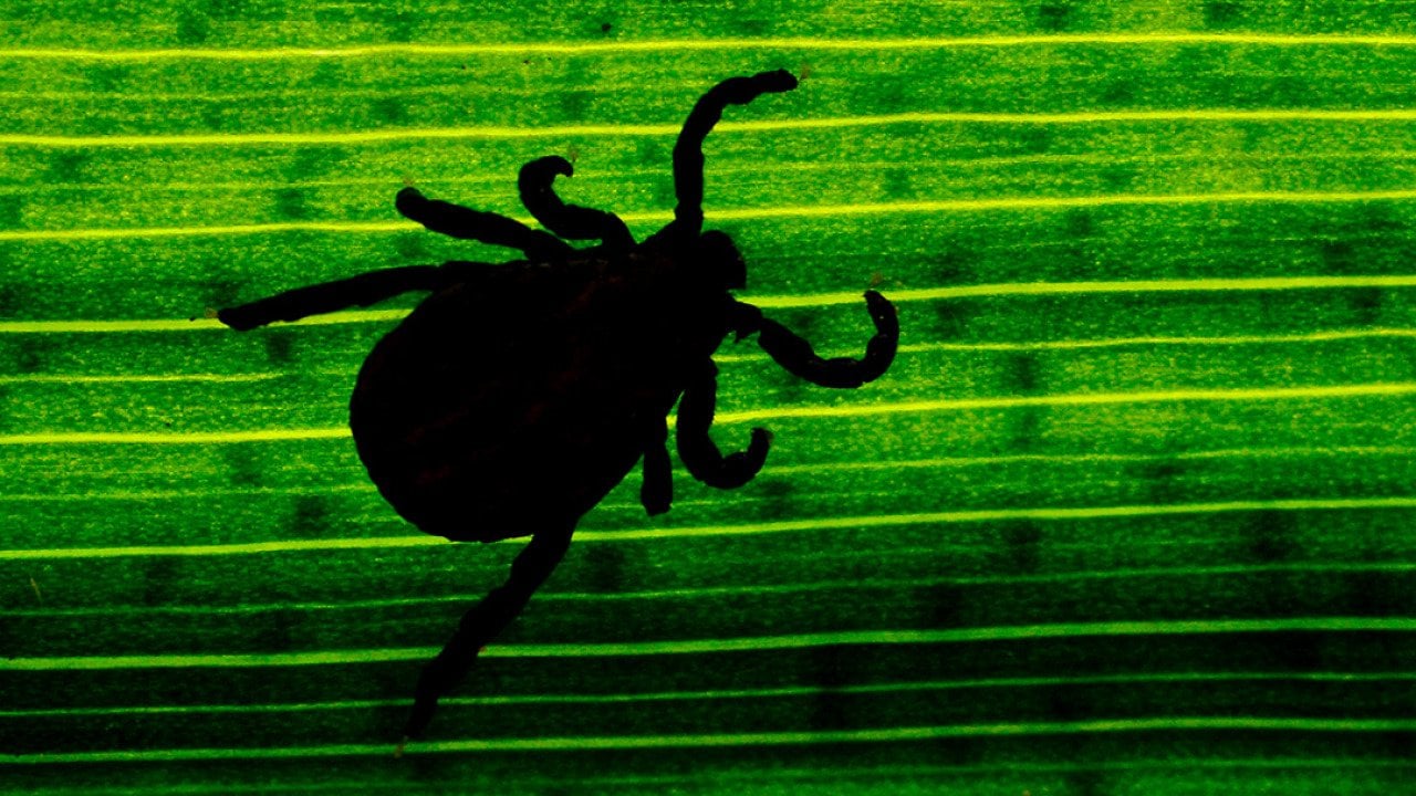 Tick populations have surged in the Northeast. Here’s how to keep you ...